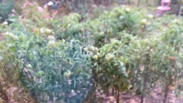 Жарим любимый шашлык в новом маринаде! Всего 2 ингридиента и пальчики оближешь!