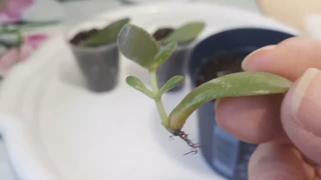 ТОЛСТЯНКА! Размножение Листом!