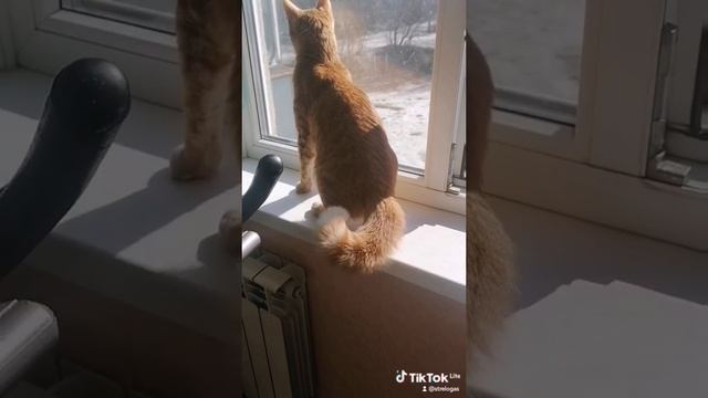 Соседка, посмотри на меня!