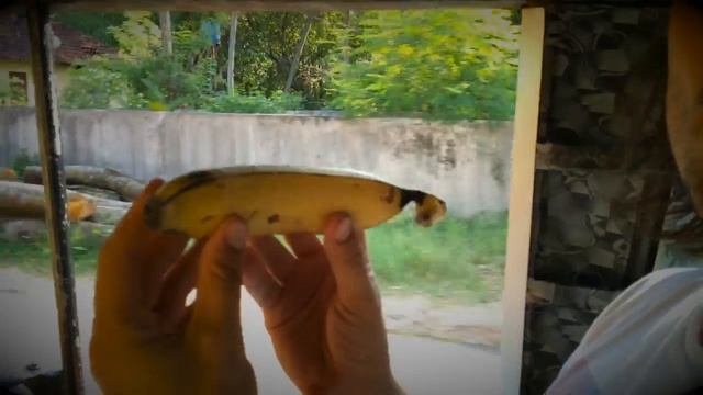 Сага о Банане 18.04.2015 год. Индия