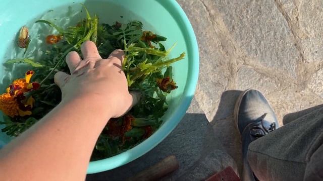 Подкормка огурцов. Бабушки рецепт. Чем подкормить огурцы в августе