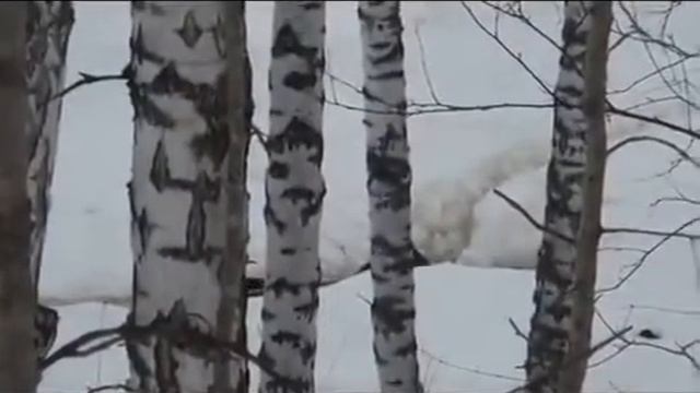 Охота капканами 159. Семейка бобров