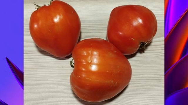 Каталог томатов - НОВИНОК сезона 2024 года. Часть 2. г. Киров