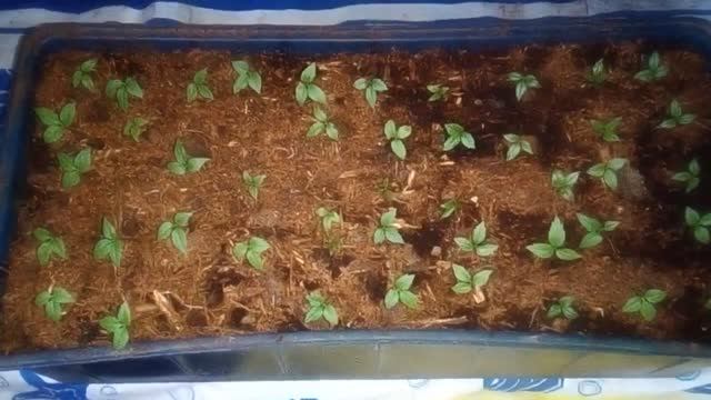 ЖЕНЬШЕНЬ  ПОСЕВ СЕМЯН