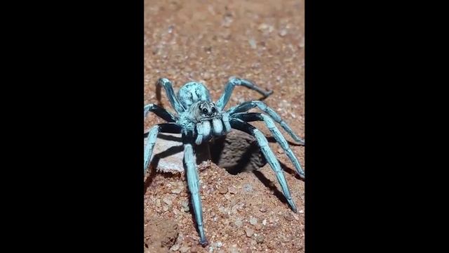 Свежие приколы, смешные видео и ситуации, забавные видео с животными