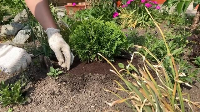 Самый модный способ мульчирования. Сделай это и сорняков не будет! Подойдёт любая синт. ткань