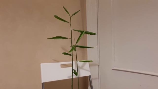 Имбирь вырос!