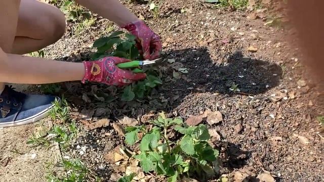 Чистим клубнику в мае. А как это делаете вы?