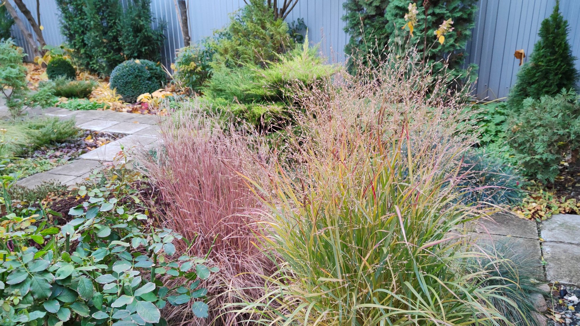 Злаки в моём саду. Прогулка по саду 07.11.22 г.Пятигорск #южныйсад#дизайнсада