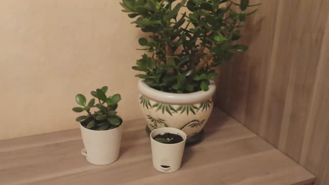 Толстянка - размножение листочками и черенками!!!