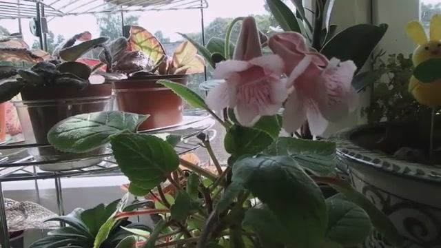 влог - обо всём понемножку)) посылки, Муха, примерки . Рената Смирнова. Рига