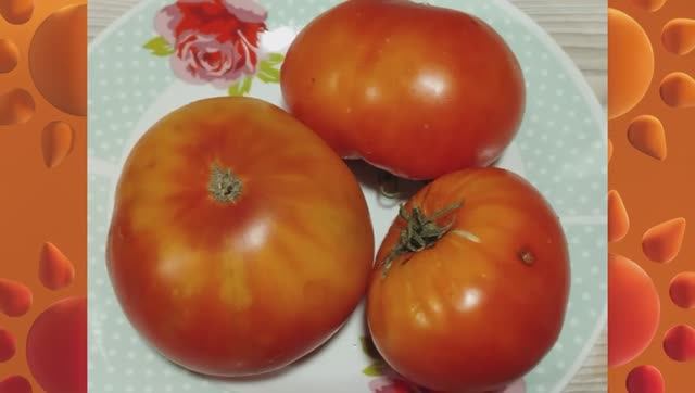 Каталог томатов - НОВИНОК сезона 2024 г. Часть 3.