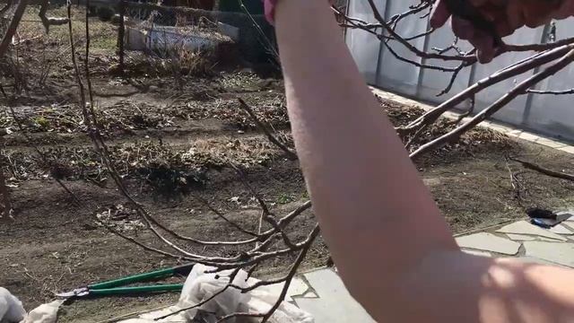 Как омолодить старые плодовые деревья? Делимся успешным опытом. Как мы спасаем наши яблоню и грушу