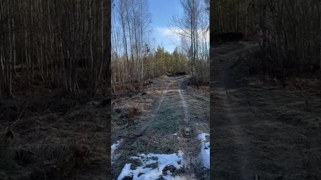 Nissan Terrano на лесной прогулке