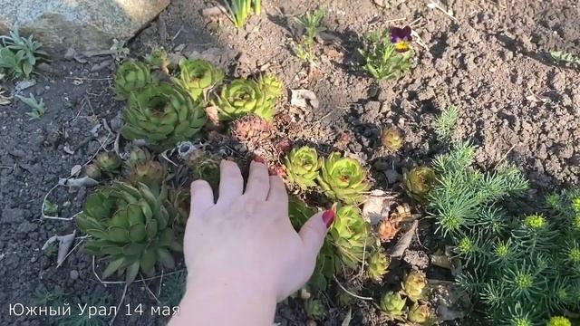 Что случилось с туями и орехами? Едем в сад и боимся. Наша дача Наш сад