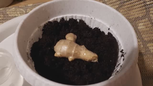 Корень Имбиря -как посадить в домашних условиях.