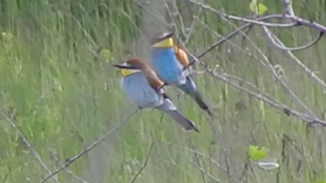 Золотистые щурки (1)