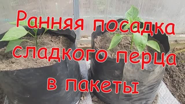 Выращивание перца