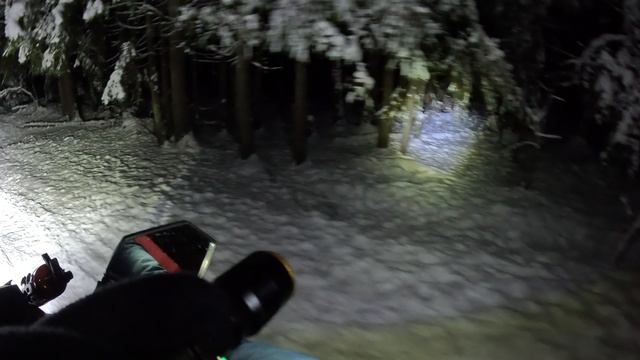 Кабаны в лесу рядом с Коркинскими озерами