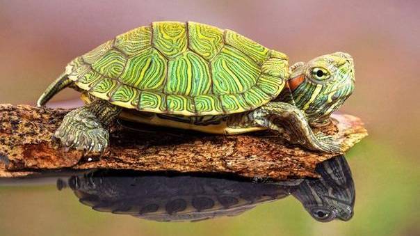 Аквариум для начинающих Красноухая черепаха Остров черепах