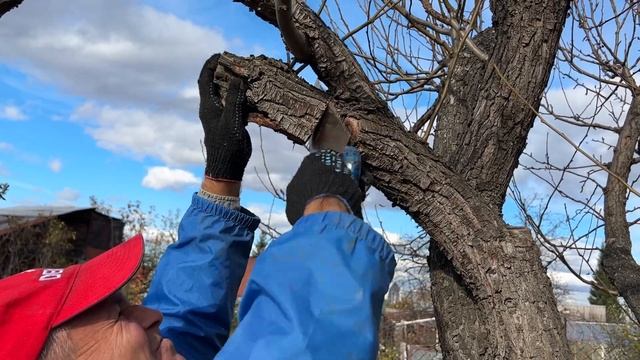 Чтоб не потерять яблоню или грушу срочно сделай это! Спасаем грушу: сломанная ветка