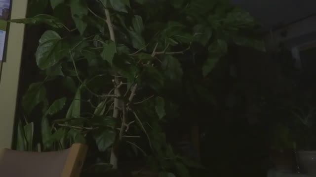 полуночный разговор о жизни и судьбе. Рената Смирнова. Рига