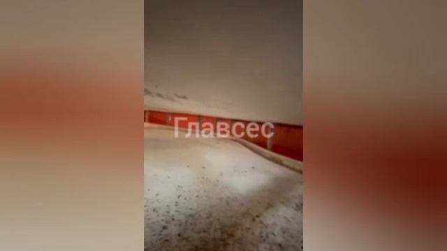 плесень на потолке