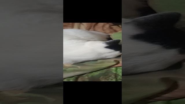 Побудь с Карасиком 1 минуту