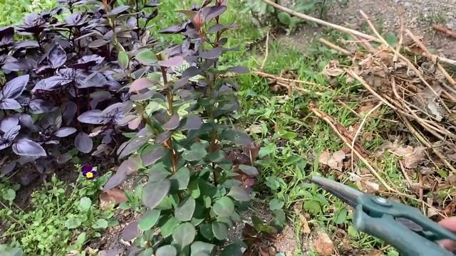 Обрезка барбариса Чтобы куст был пышным Барбарис Тунберга