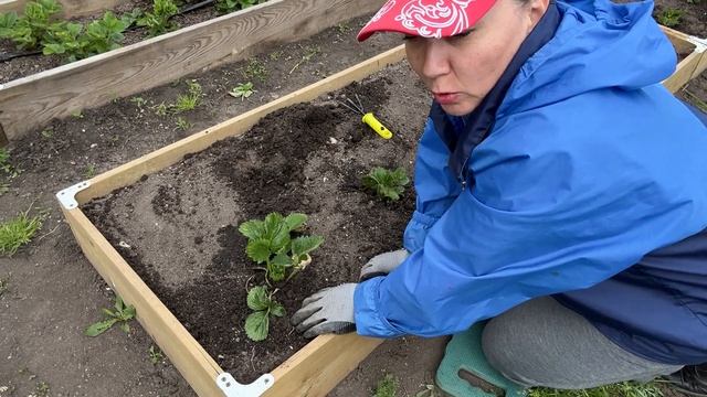 Скучаю без мужа... Занимаюсь клубникой одна