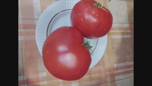 ТОМАТЫ. Рекомендую Минусинские сорта томатов. г. Киров