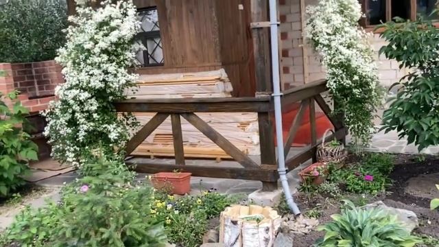 Укрытие для клематиса за 1 минуту! Проще не бывает! Зимовка клематисов