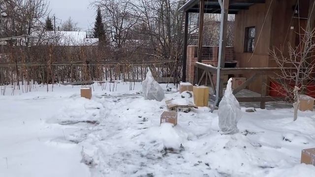 Как мы быстро и просто утепляем деревья? Что я держу за пазухой?  Нужен только скотч!