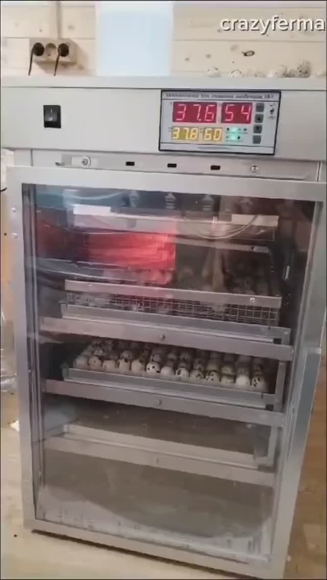 🥚Зачем переворачивать яйца в инкубаторе? Инкубатор АИ-264