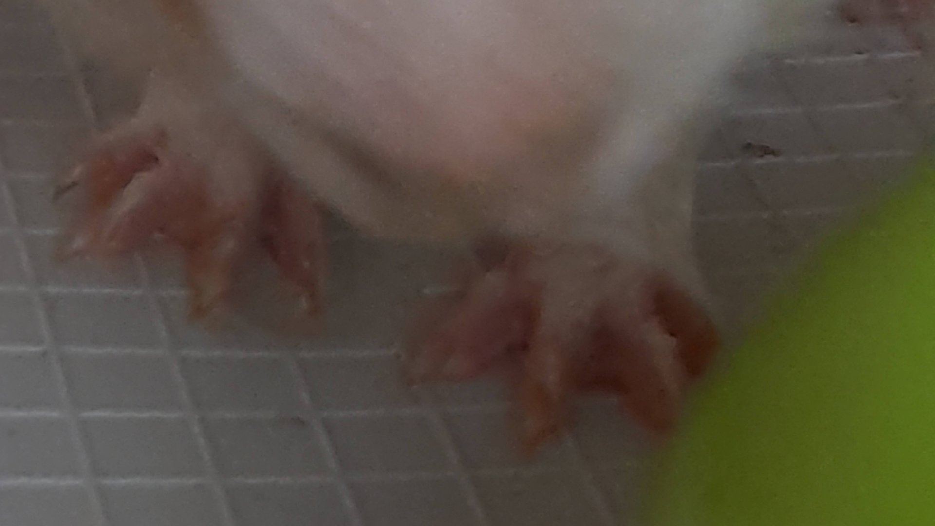 Что если-бы морские свинки могли разговаривать.