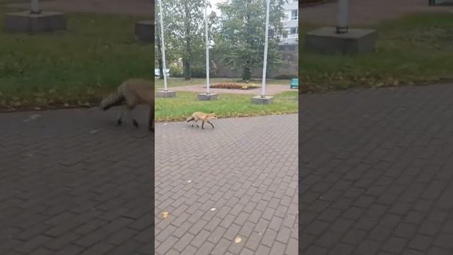 Станционная лисичка или дикие звери в городе СПб