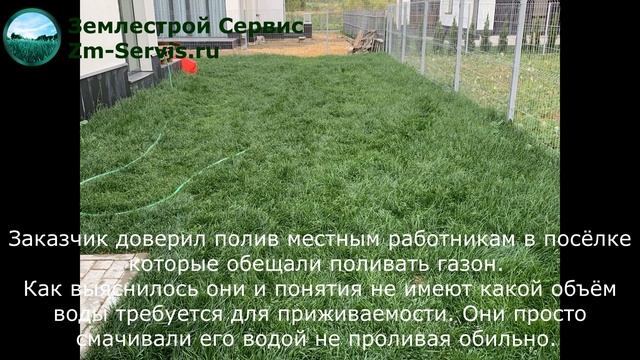 Рулонный газон не прижился или плохо приживается.