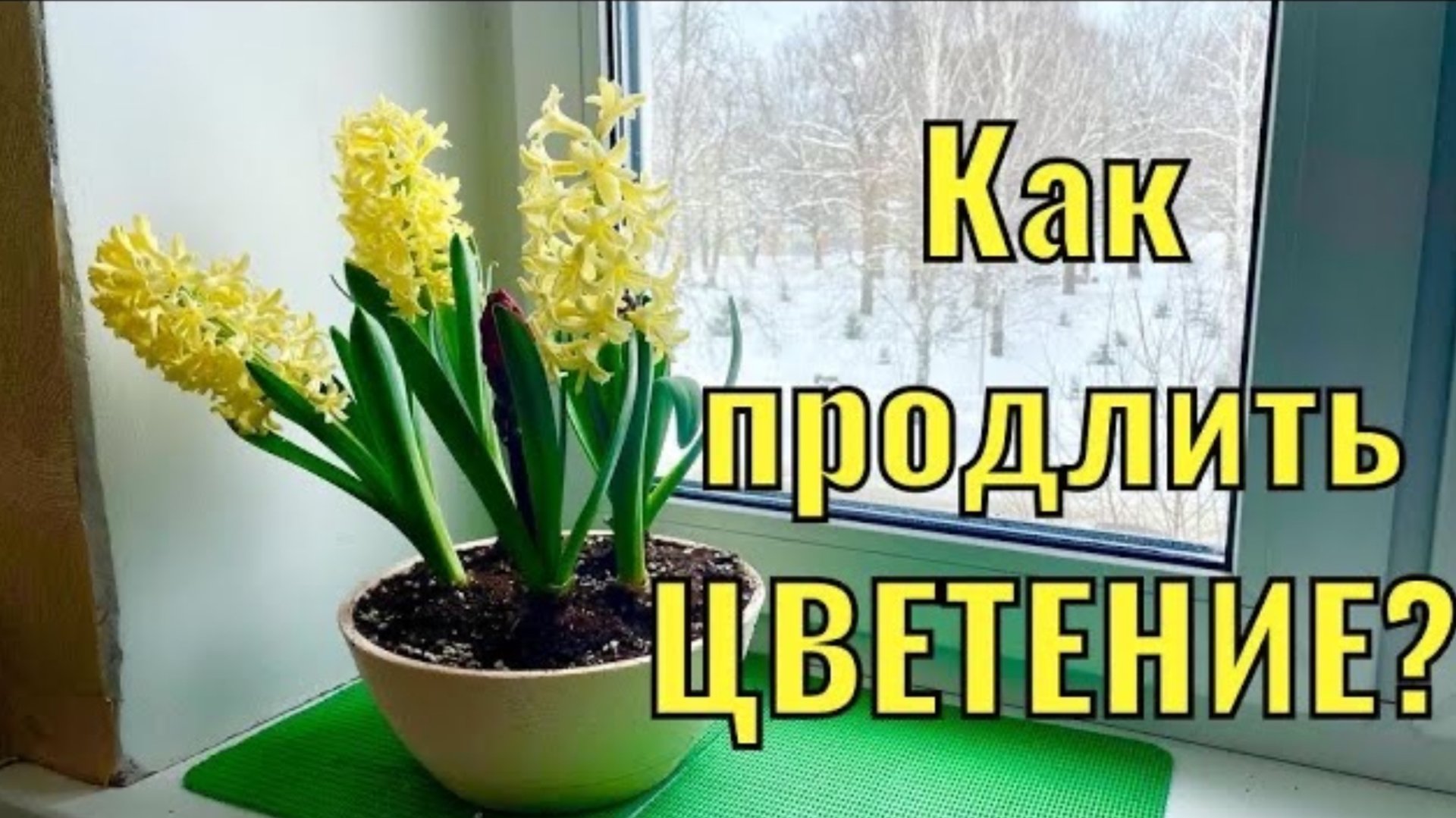 ГИАЦИНТ в Горшке - ПРОДЛИТЬ ЦВЕТЕНИЕ - как ухаживать?🌺