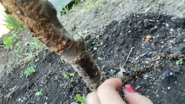 Борьба с тлёй для самых ленивых  Просто 1 раз сделайте это и муравьи не тронут дерево