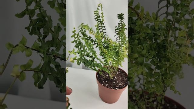 Папоротники.Причесались и вперед. Часть 2