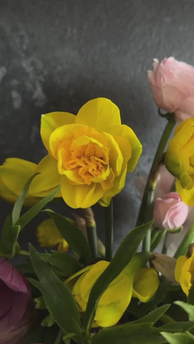 Нарциссы от местного производителя