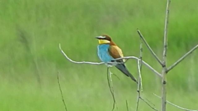 Золотистый щурок (1)