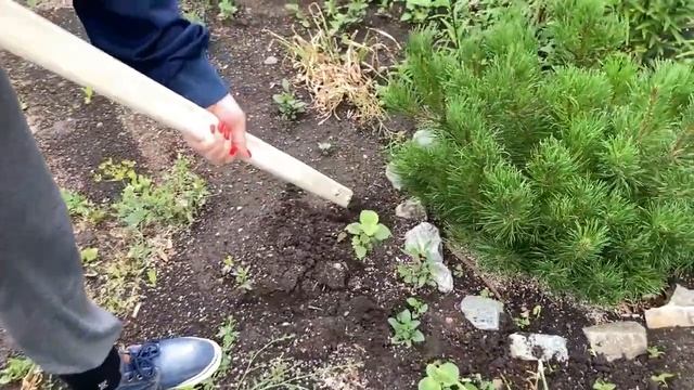 Купила чудо инструмент! Тестирую плоскорез. Долой лопаты, грабли и тяпки!