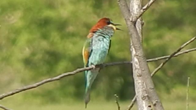 Золотистый щурок