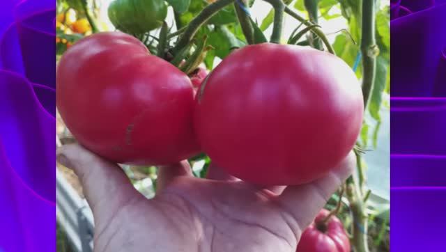 Каталог томатов 2024 г. Часть13. Проверенные сорта. г. Киров