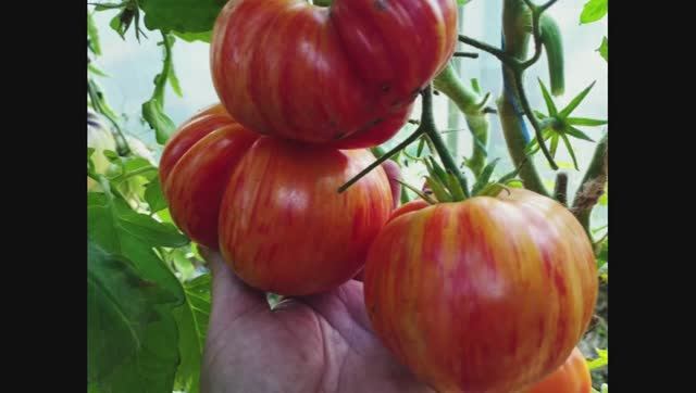 Каталог томатов 2024 год. Часть 10. Проверенные сорта.  г. Киров