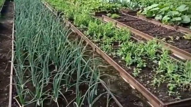 Оцинкованные грядки с полимерным покрытием