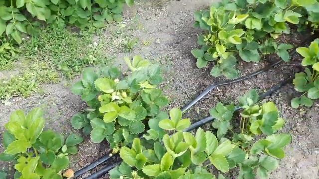 Капельный полив для клубники. Сделала сама, без мужа! Отлично работает!