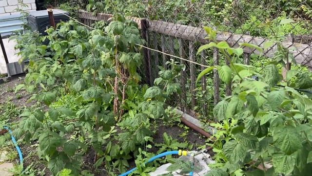 Кайфую без мужа на даче! Я - сумасшедший садовод!