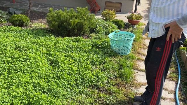 Весело живём с мужем на даче! Посадила голубику, помогаю мужу